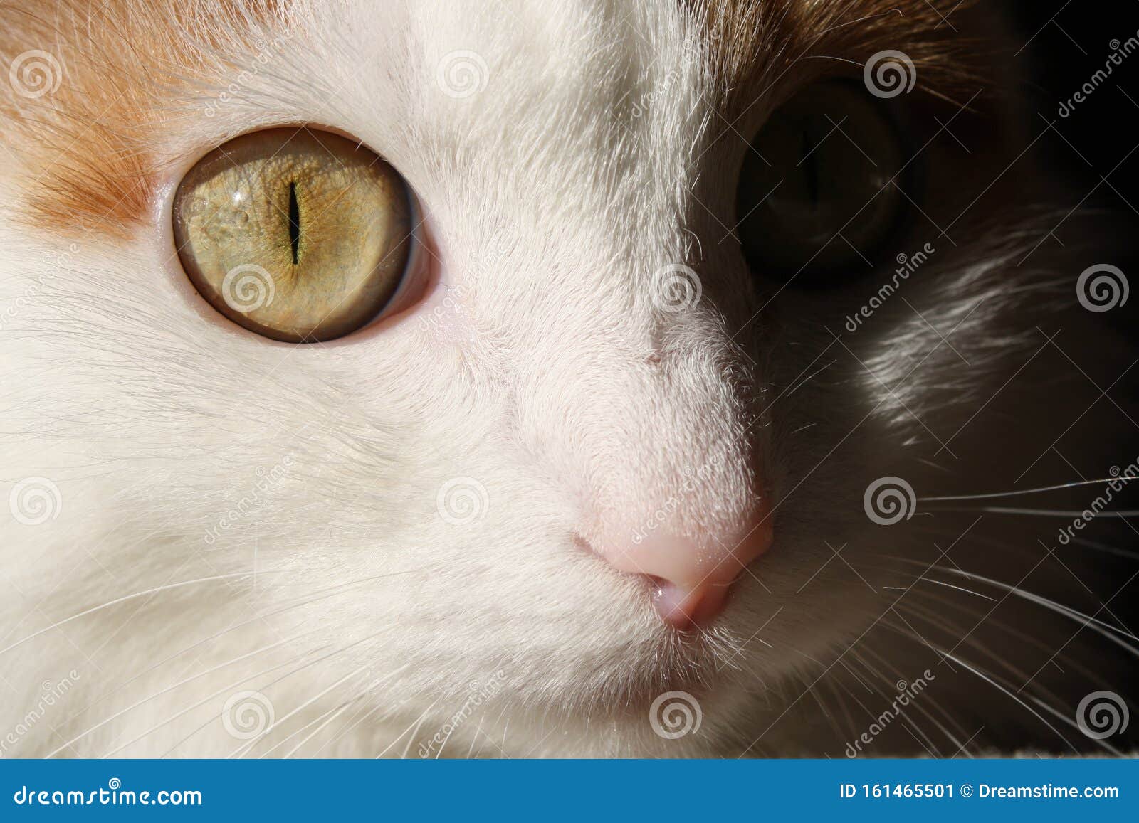 Large Cat Face in the Sun with Dark Background Stock Image - Image of ...