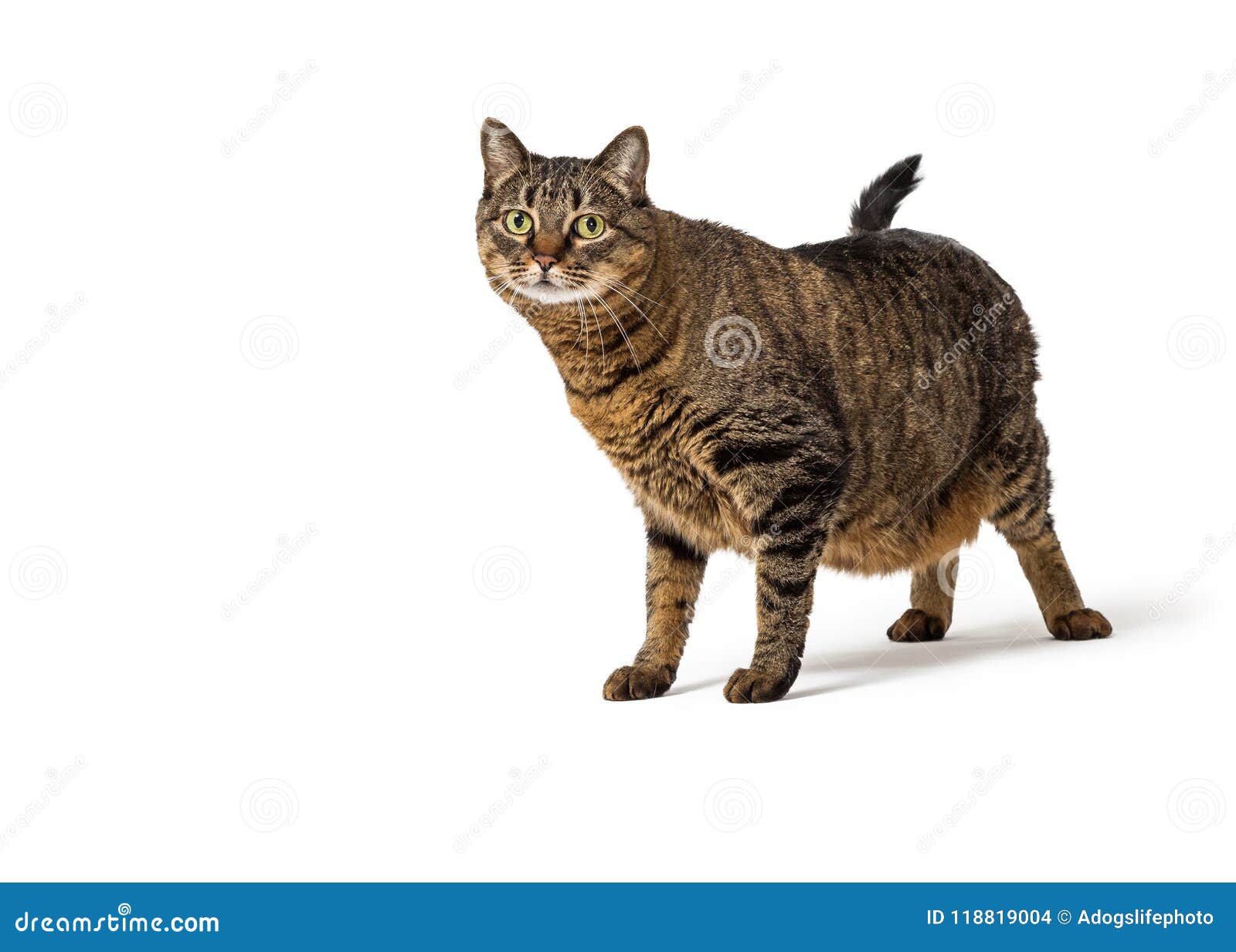 Large Cat on White Looking Forward Stock Photo - Image of full, camera ...