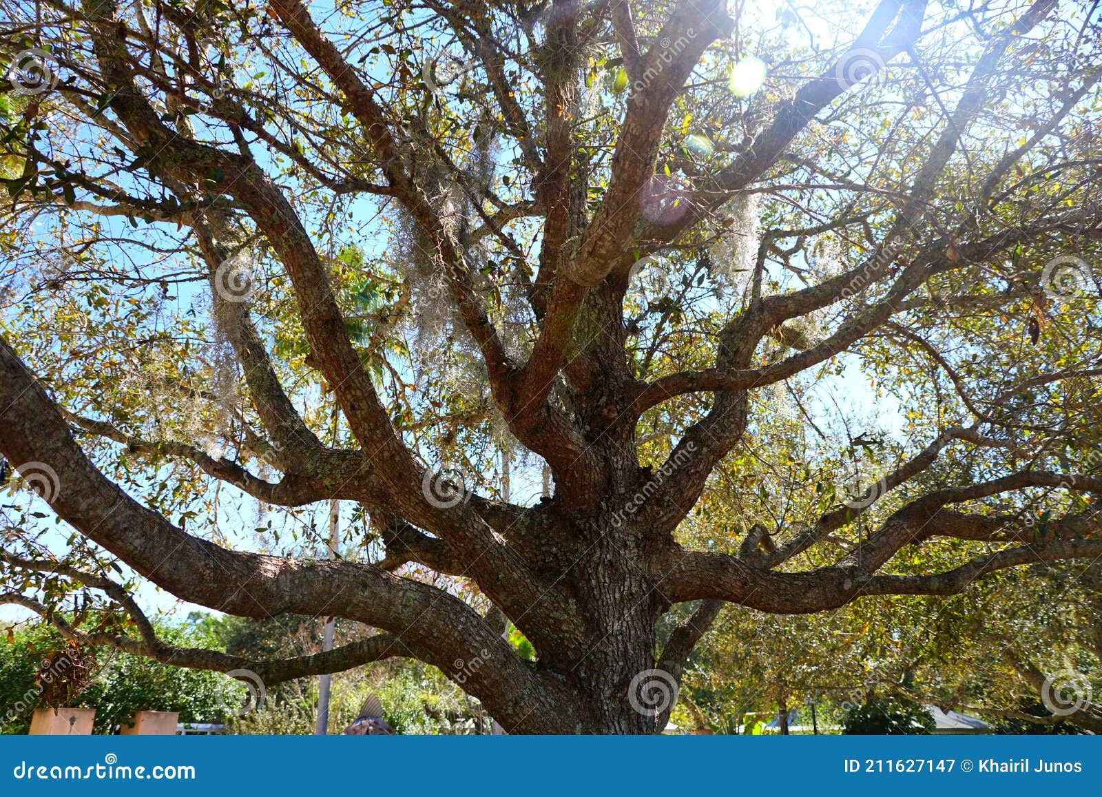 A Large Cathedral Live Oak Tree Under the Sun Stock Image - Image of ...
