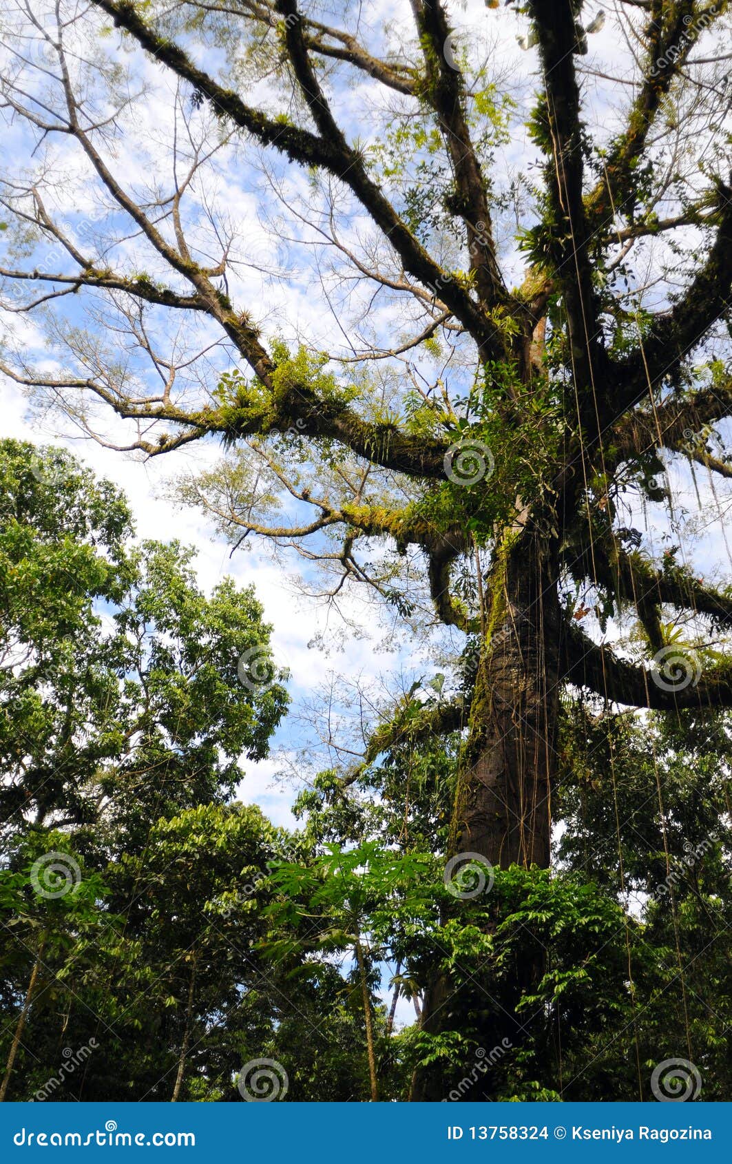 Ceibo Tree Stock Photo | CartoonDealer.com #44046192