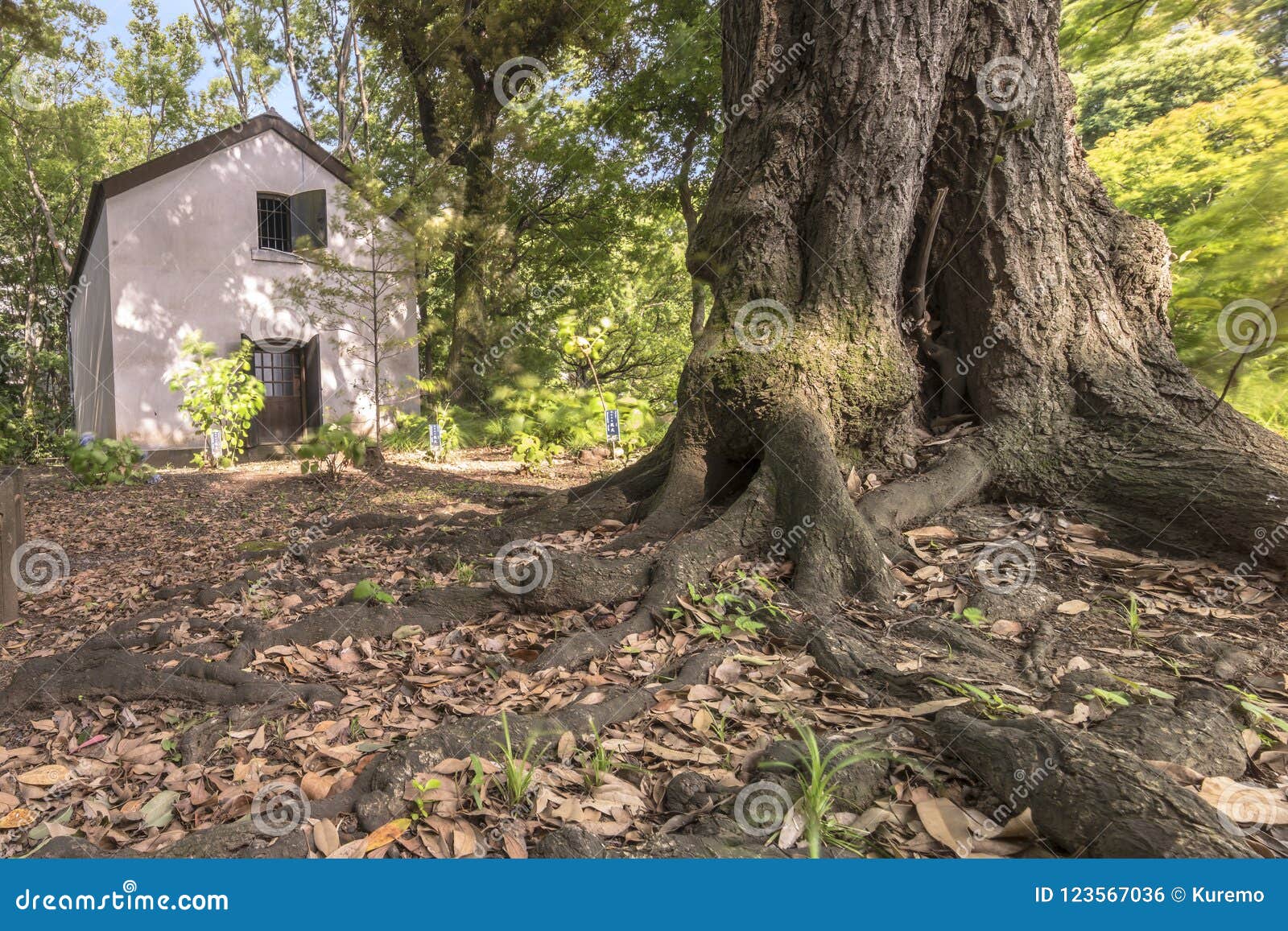 Large Centennial Maple Trunk Revealing Large Roots in Front of a Stock ...
