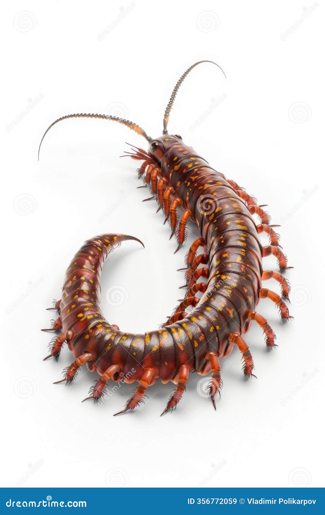 A Large Centipede Moves Across a Clean and Flat Surface, Its Multiple ...