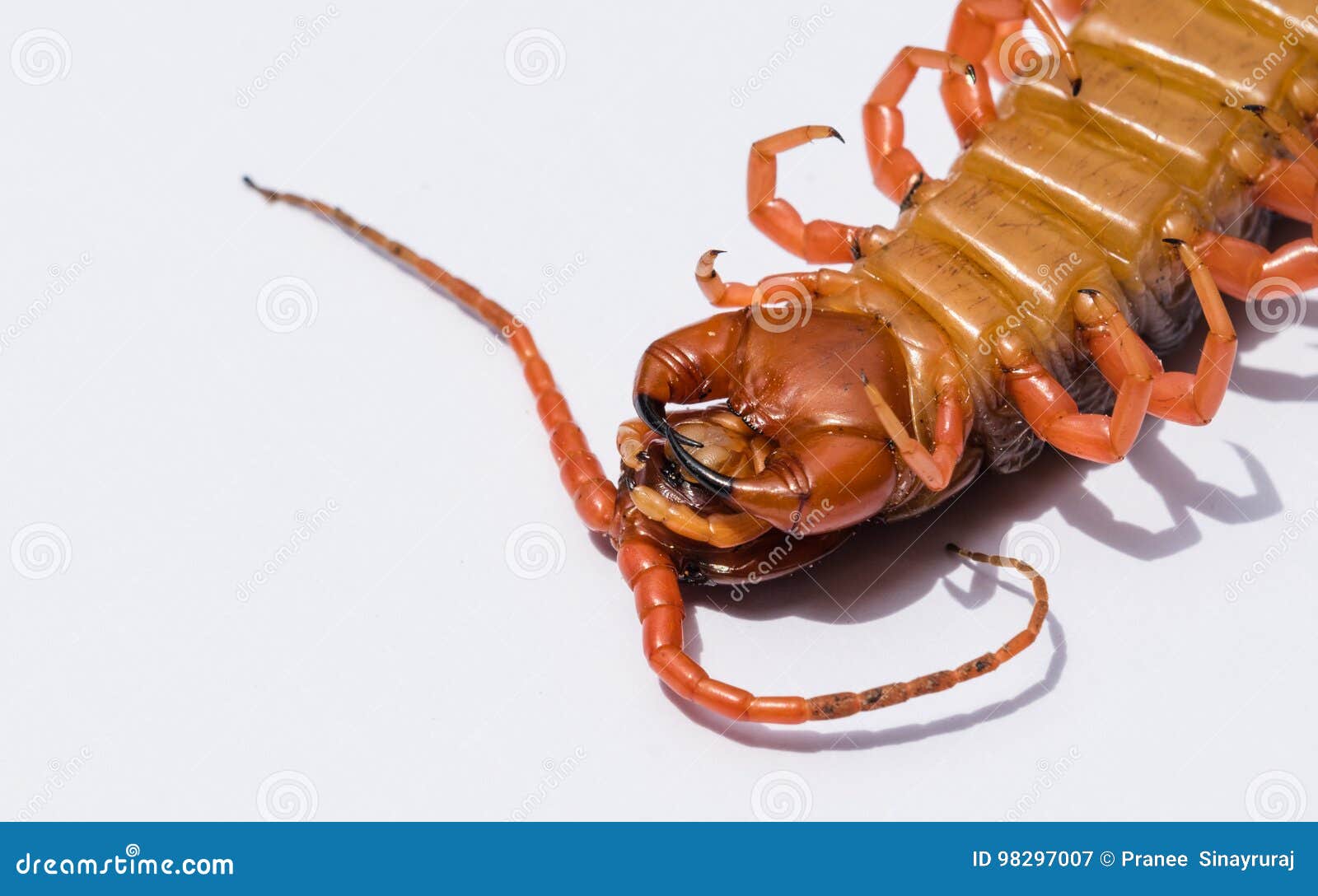 Large Centipede in Upside Down Closeup with White Seamless Background ...