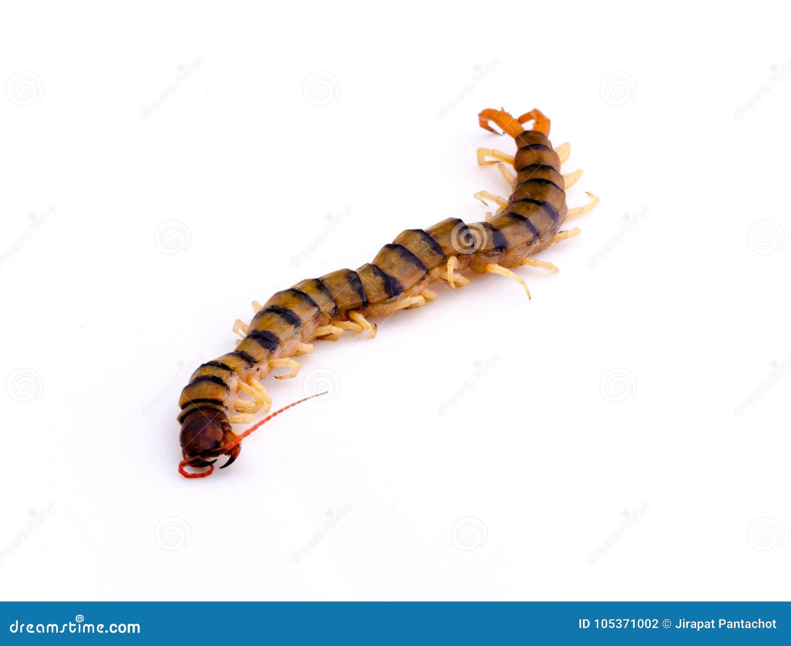 Large Centipede Was Dead on the White Background Stock Photo - Image of ...