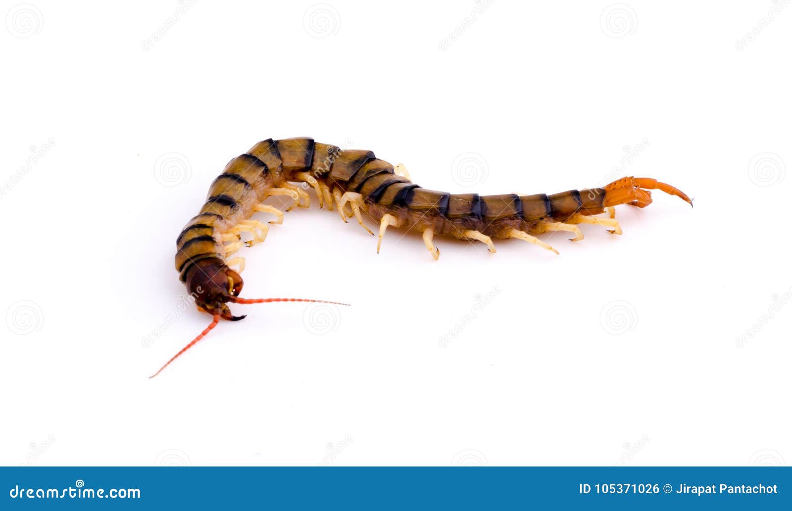 Large Centipede Was Dead on the White Background Stock Photo - Image of ...