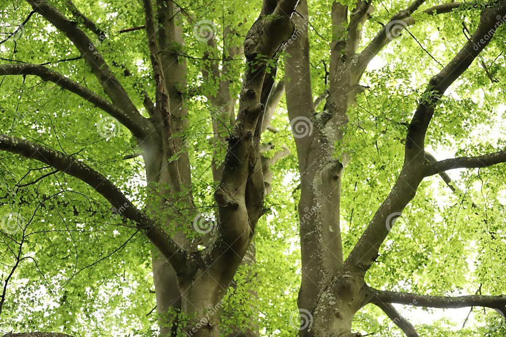 Large, Centuries-old Beech Tree, Branches and Leaves Colored Green in ...