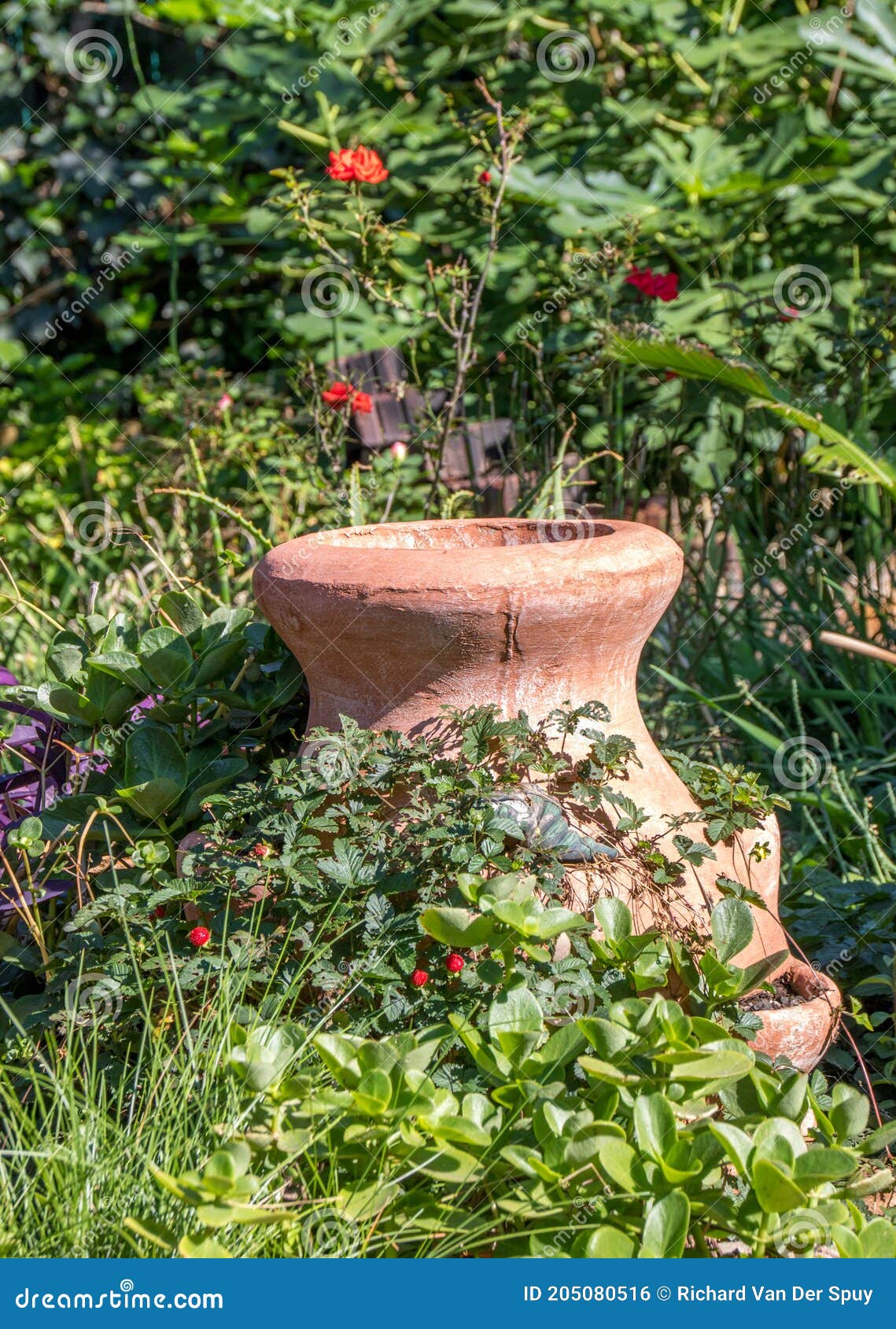 Ceramic Pot Overgrown by Plants Stock Photo - Image of ceramic, plants ...