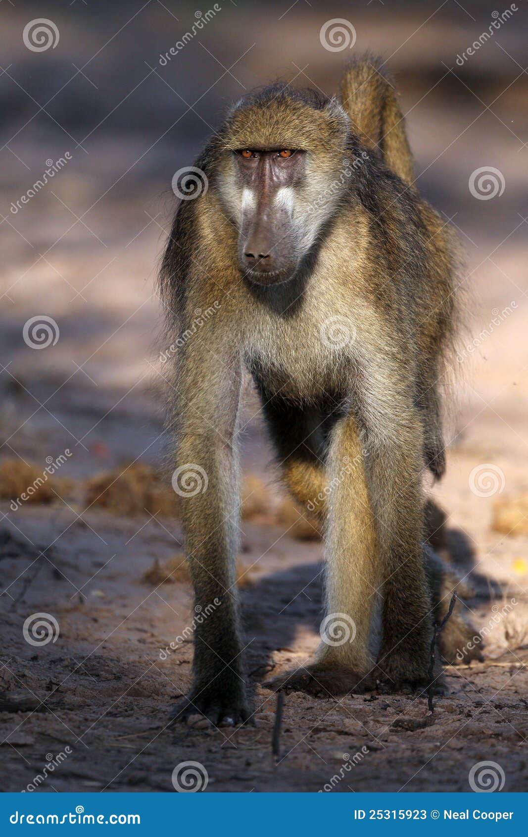 Large Chacma Baboon Walking into Sunlight Stock Image - Image of chacma ...