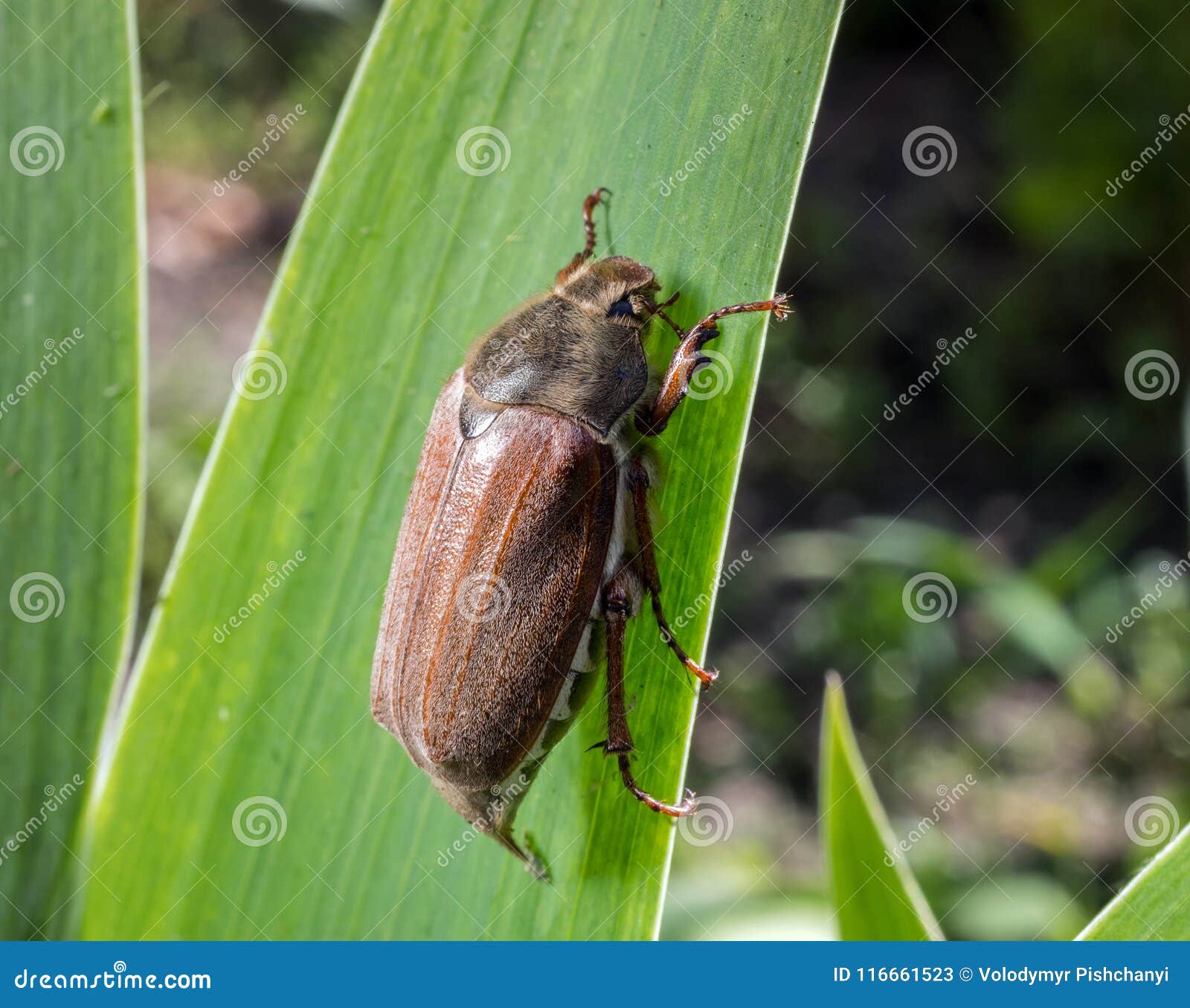 Large Chafer is Sitting on a Leaf. Insect is an Agricultural Pest Stock ...