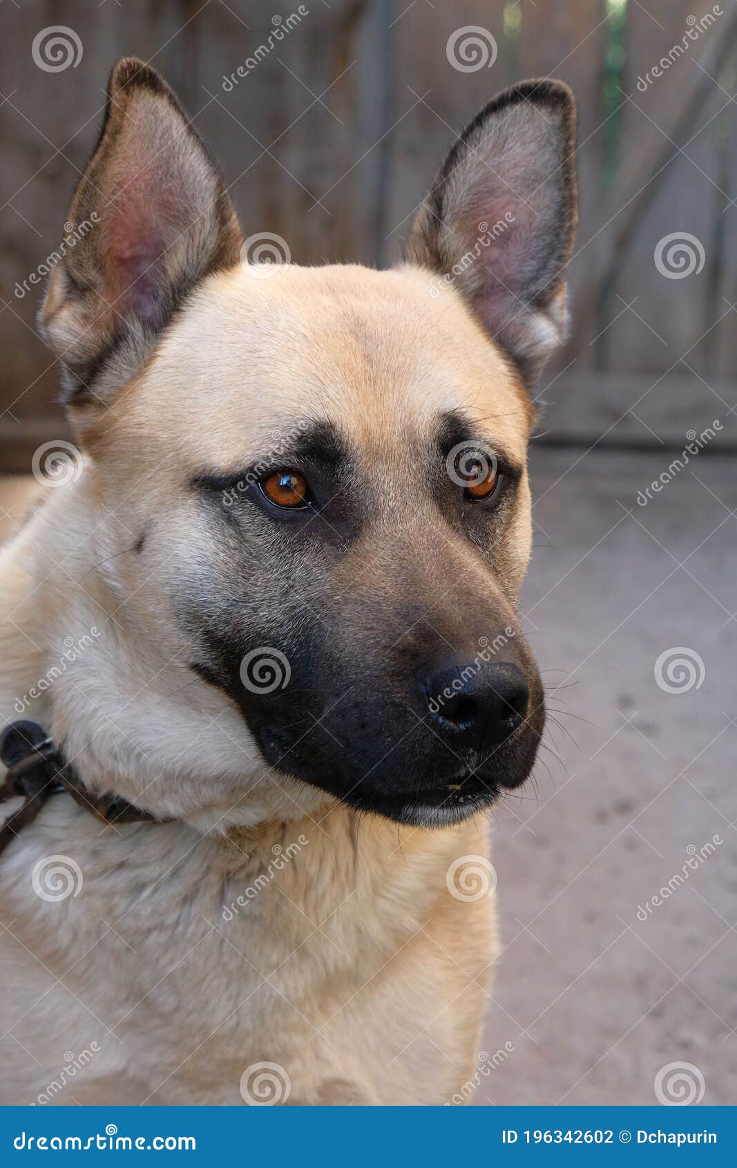 Large Chained Dog with Erect Ears and Expressive Eyes Stock Photo ...