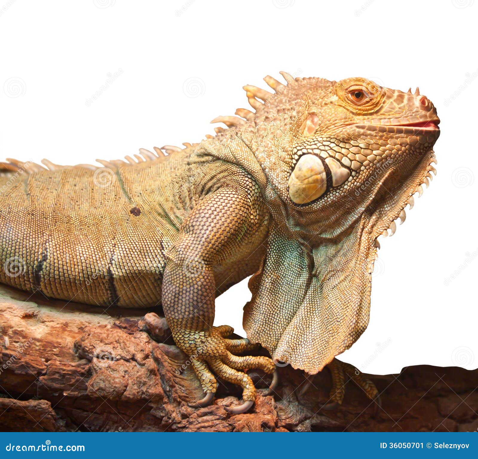 Large chameleon stock image. Image of reptilian, camouflage - 36050701