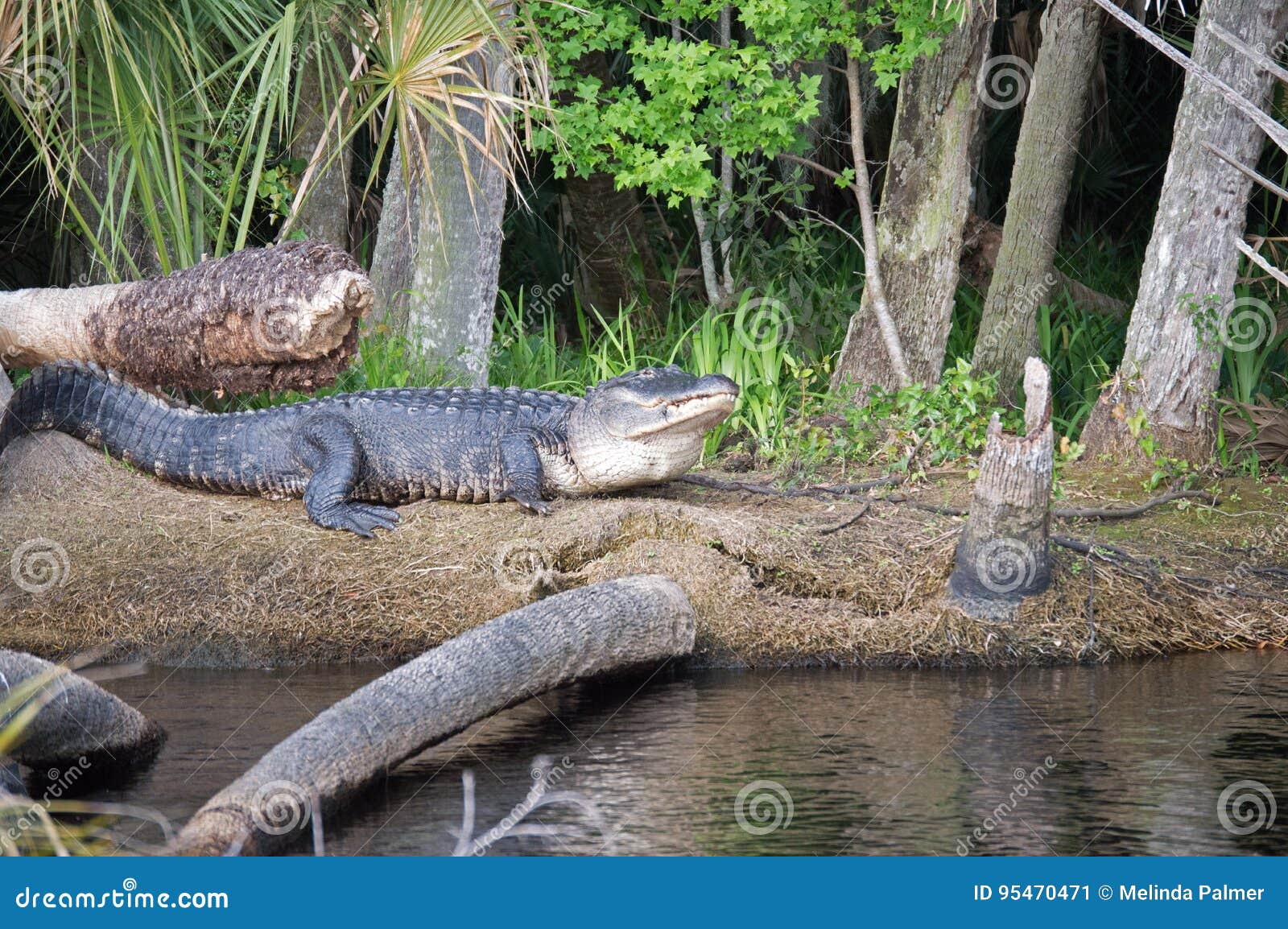Large and in Charge stock image. Image of charge, alligator - 95470471
