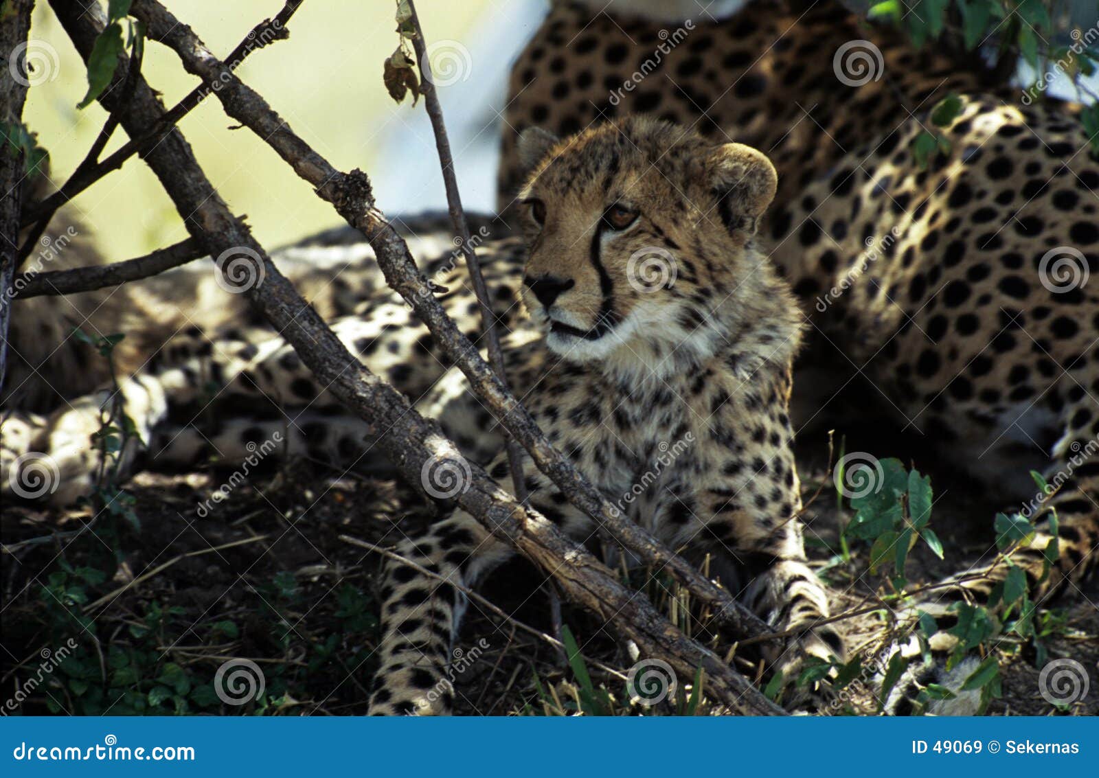 Large cheetah cub stock image. Image of mara, lying, kenya - 49069