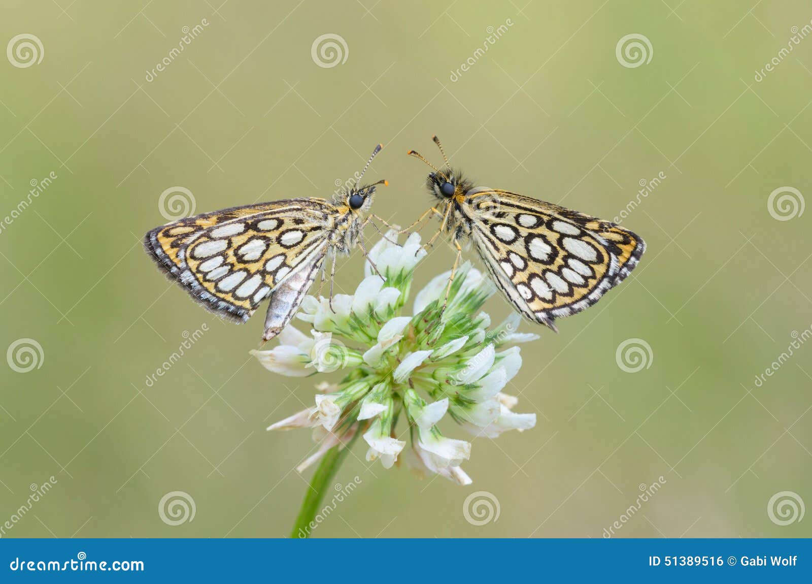 Large Chequered Skipper (Heteropterus Morpheus) Stock Photo - Image of ...