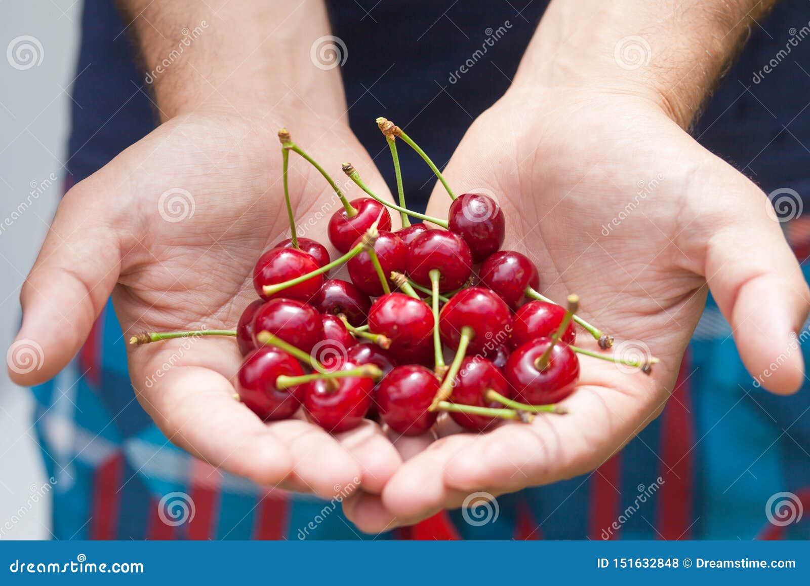 Large Cherries in the Hands of Harvesting Stock Photo - Image of cherry ...