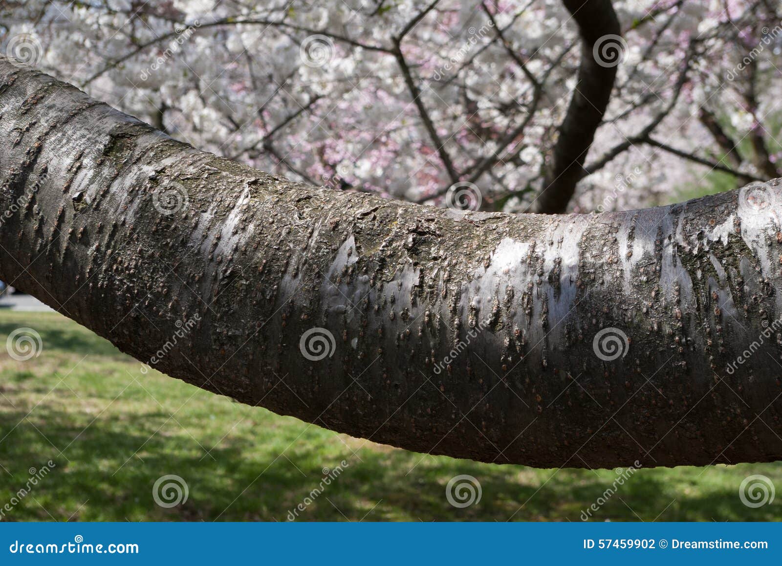 Large cherry tree branch stock photo. Image of grass - 57459902