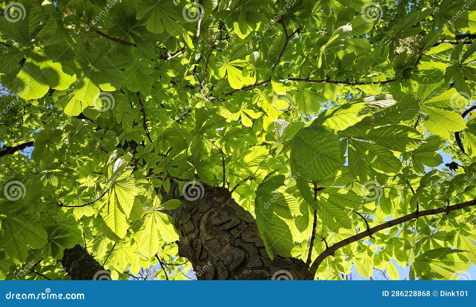 Large Chestnut Tree with Fresh Bright Green Foliage Stock Photo - Image ...