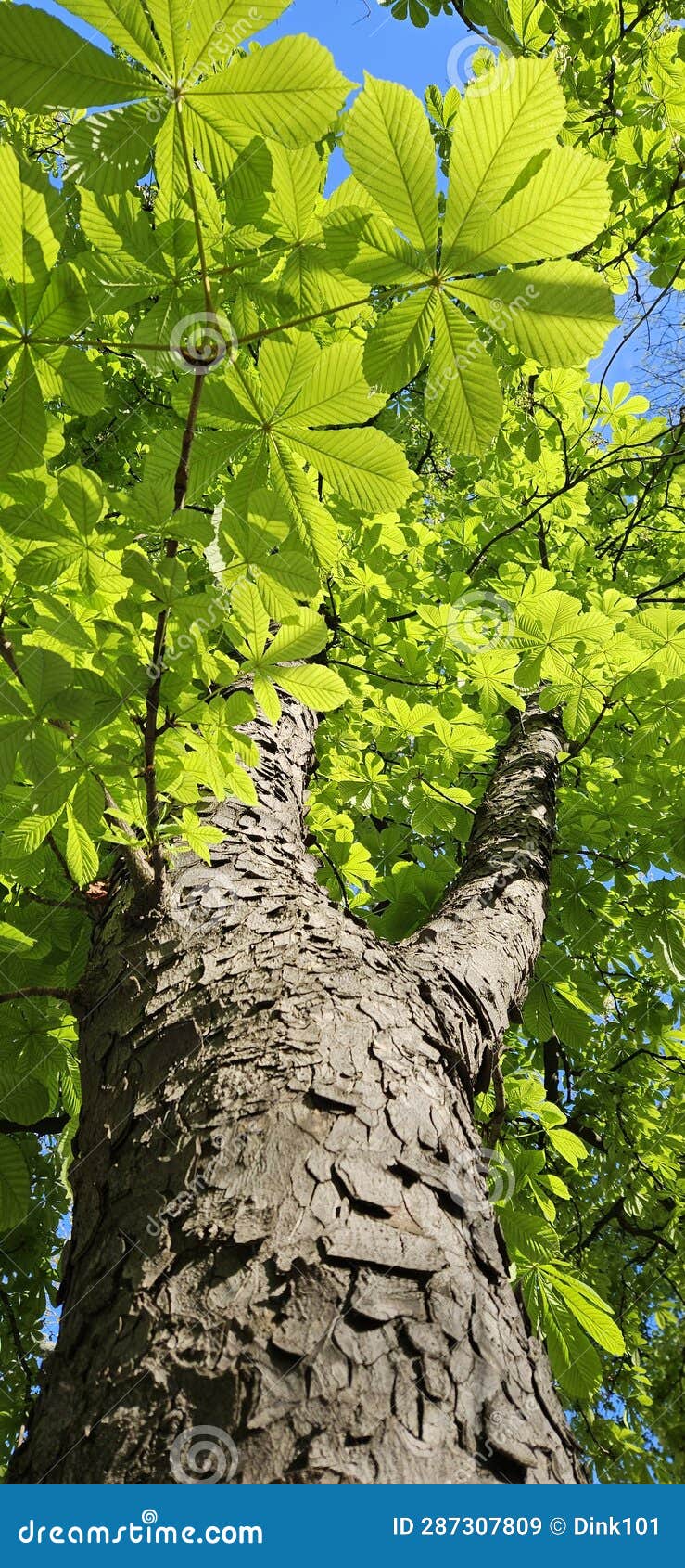 Large Chestnut Tree with Fresh Green Foliage, Bottom To Top View Stock ...