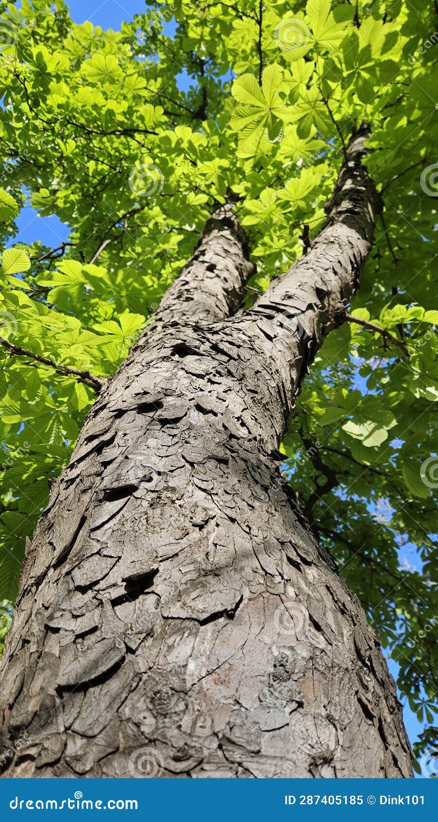 Large Chestnut Tree with Fresh Green Foliage, Bottom To Top View Stock ...