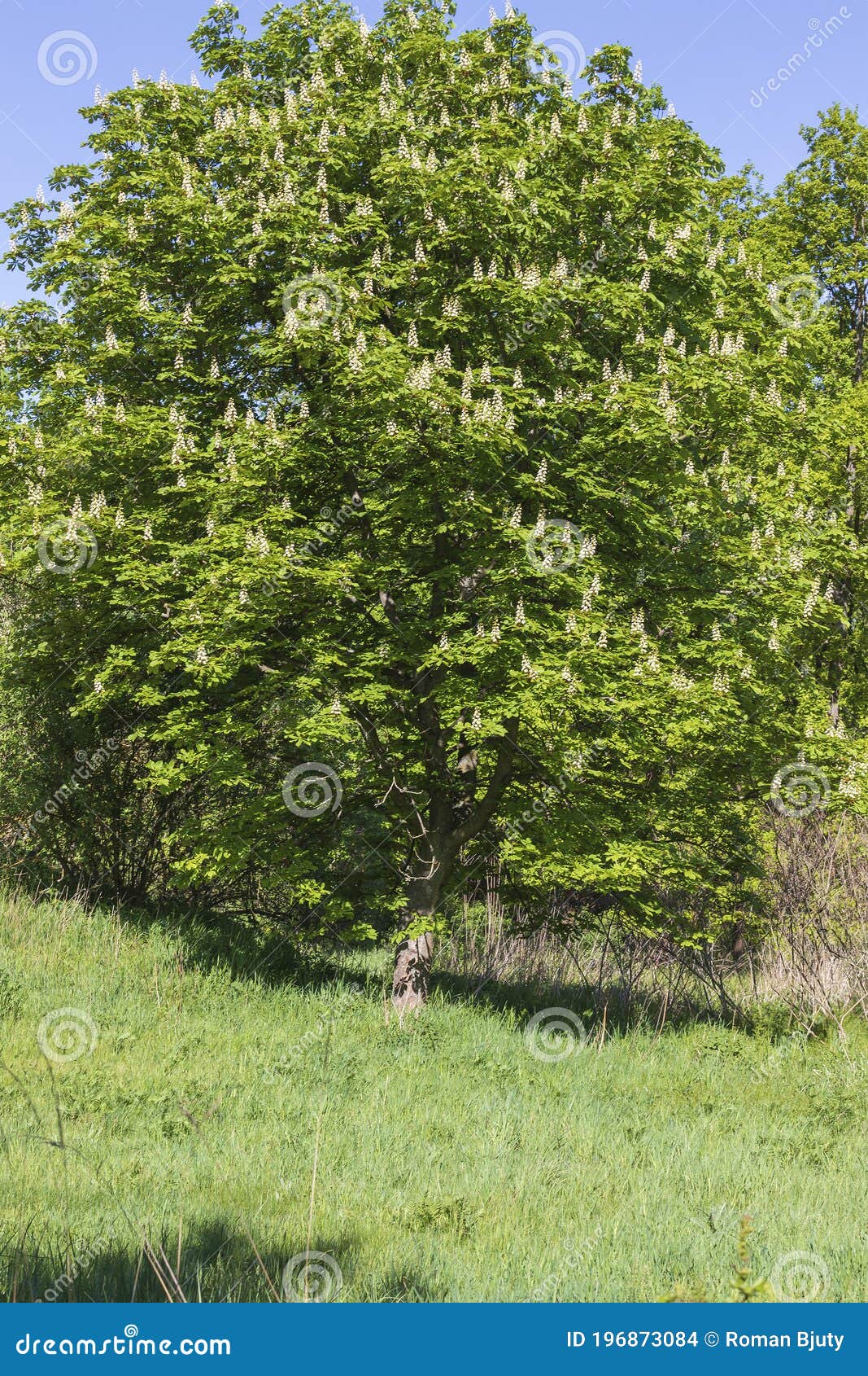 A Large Chestnut Tree on Which are White Flowers Stock Photo - Image of ...