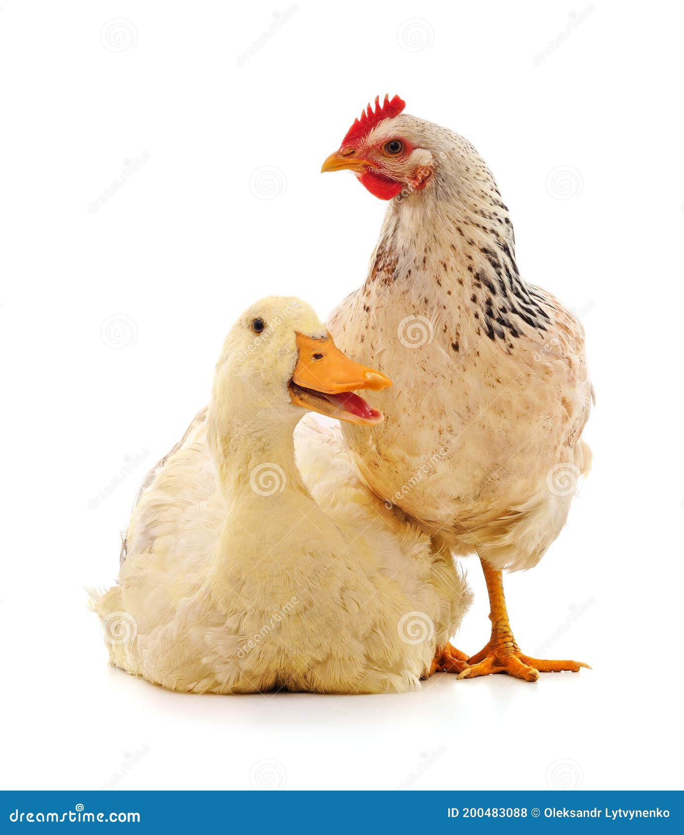 Large chicken and duck stock photo. Image of care, adorable - 200483088