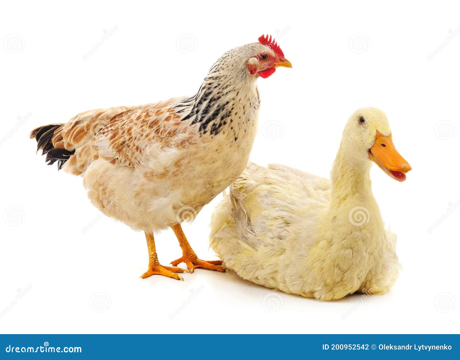Large chicken and duck stock photo. Image of cute, chick - 200952542