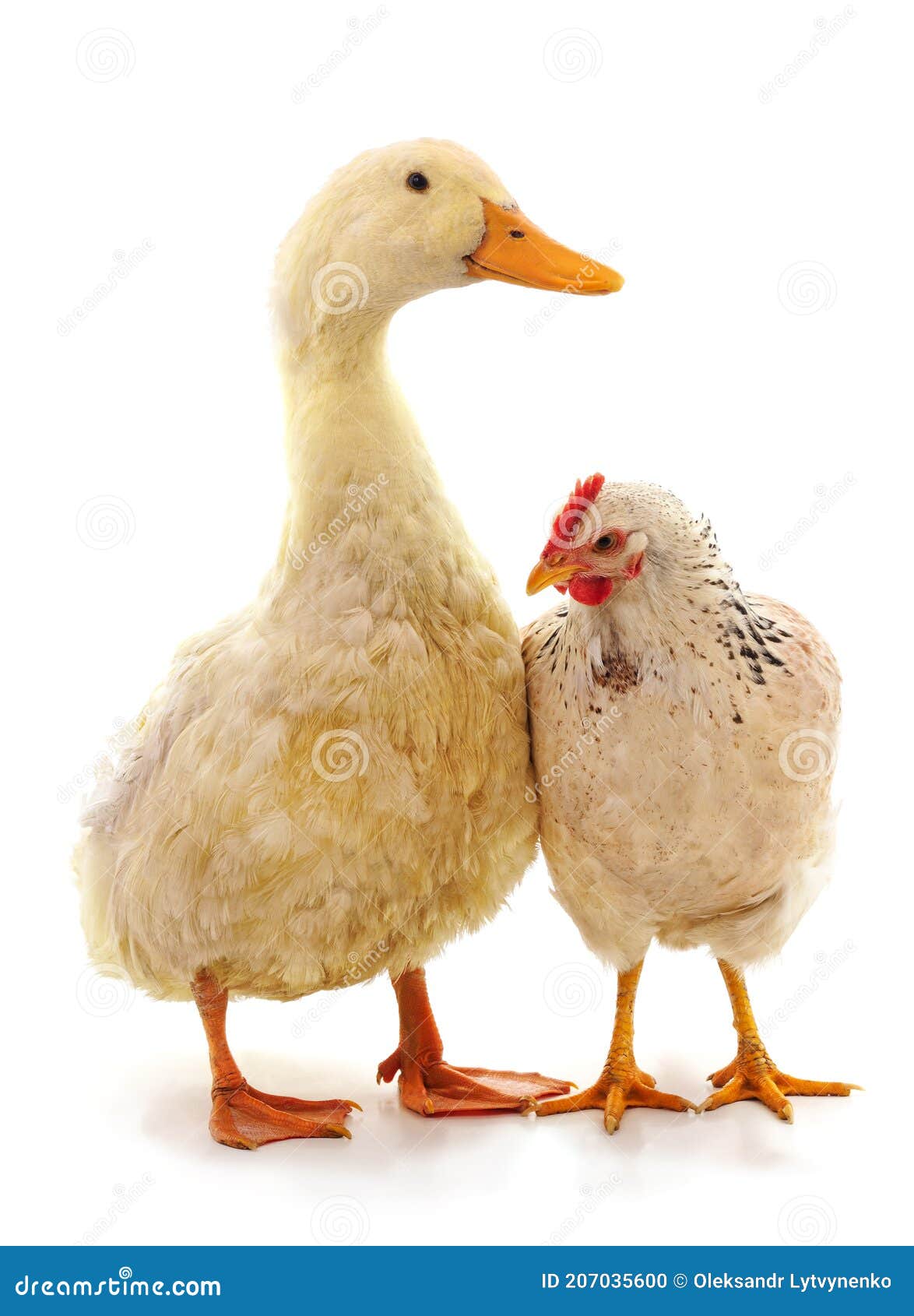 Large Chicken And Duck Stock Photography | CartoonDealer.com #207035600