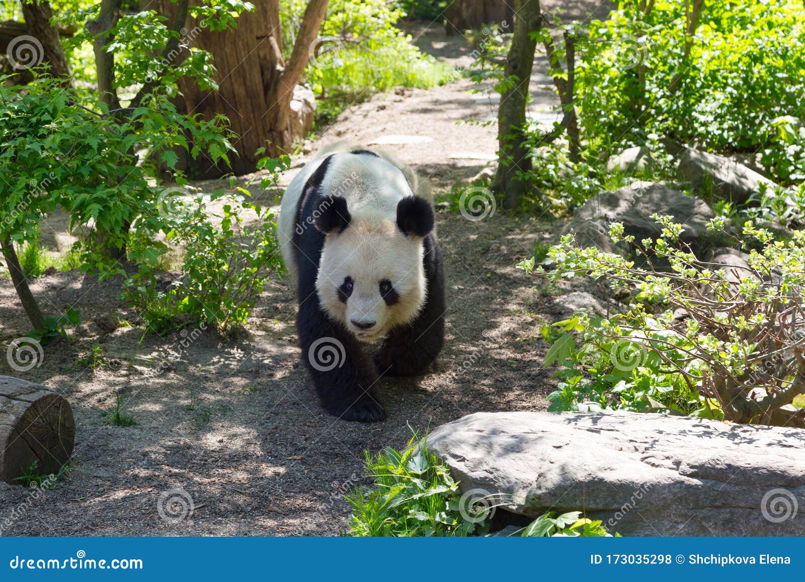 Chinese Panda Walks through a Bamboo Forest Stock Photo - Image of ...