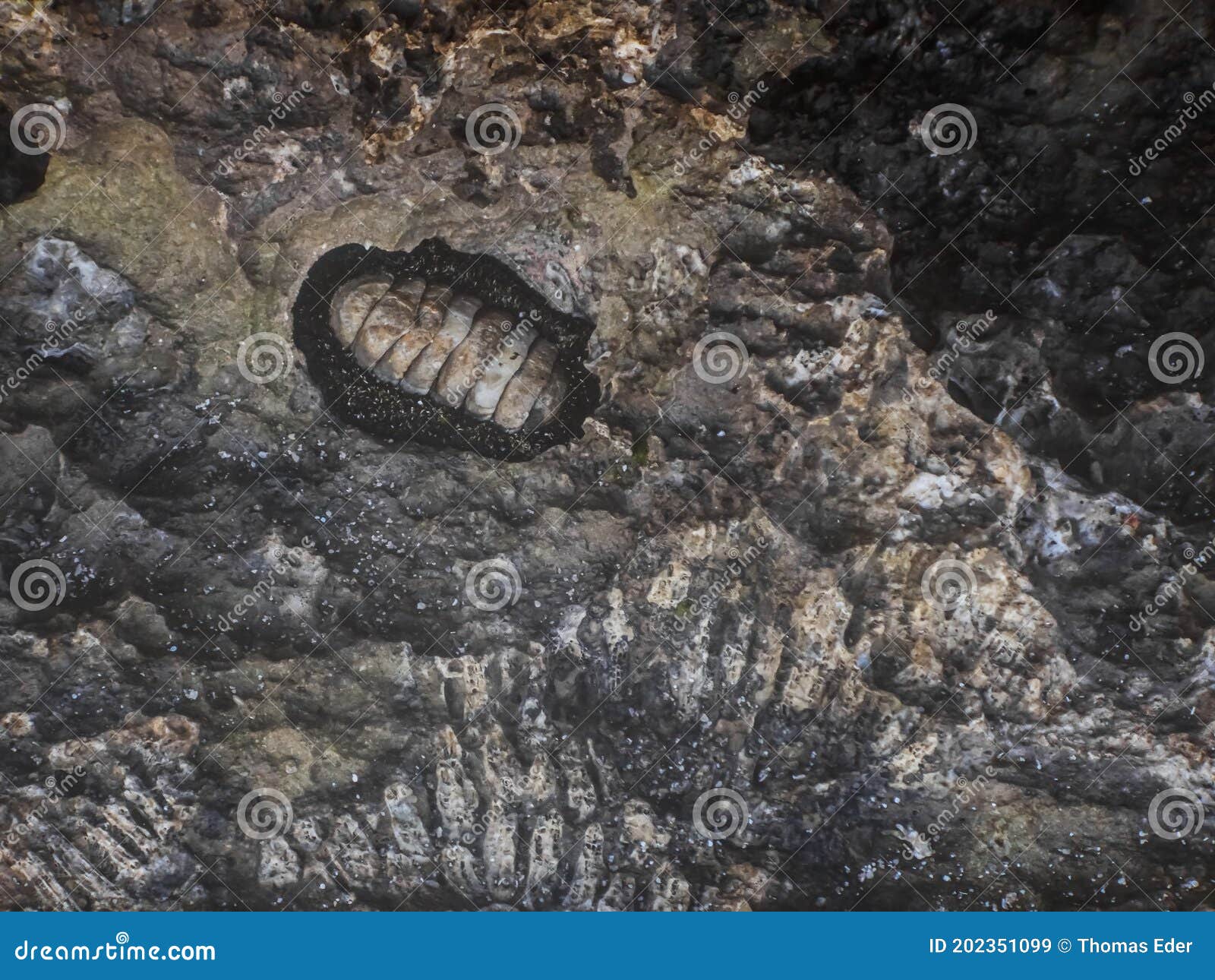 Large Chiton on a Rock at the Beach Stock Image - Image of beautiful ...