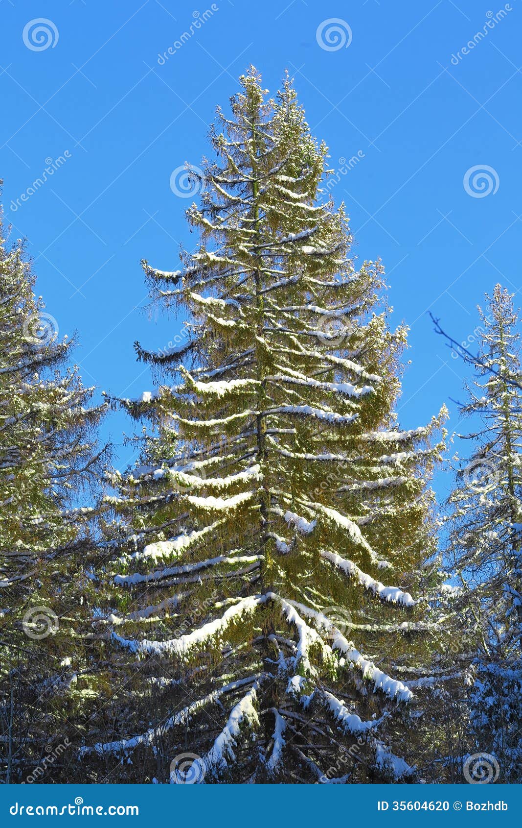 Large Christmas Tree Covered with Snow Stock Photo - Image of outdoor ...