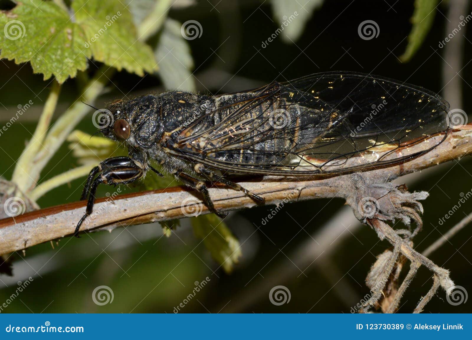 Bush Cicada Or Giant Grassland Cicada - Megatibicen Dorsatus Stock ...