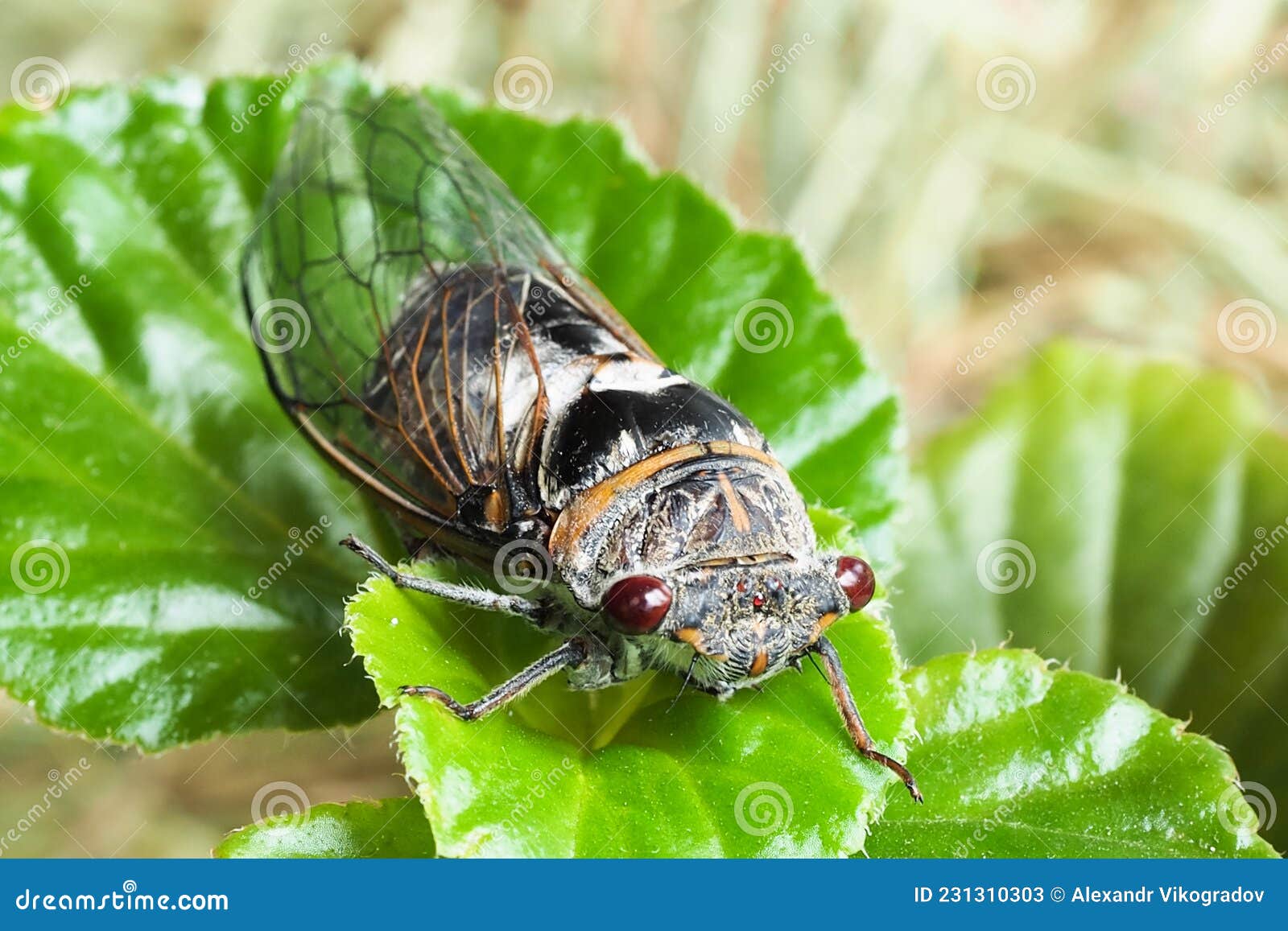 Cicada on a green leaf stock image. Image of wildlife - 231310303
