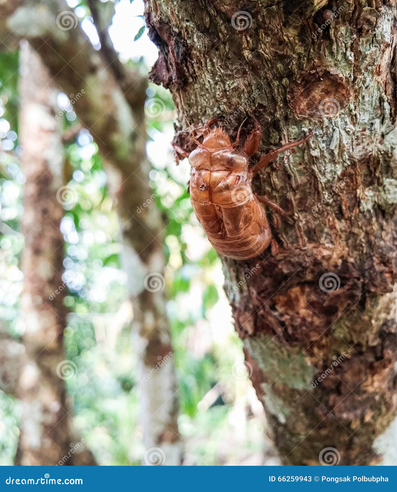 Large cicada shell stock image. Image of cicada, wild - 66259943