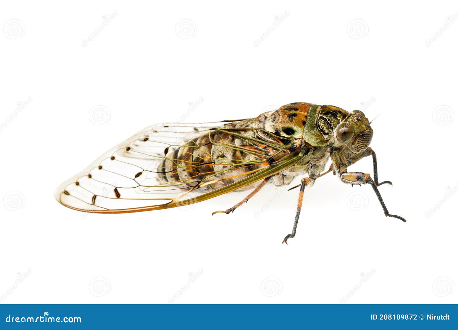 Large Cicada on White Background Stock Photo - Image of macro, large ...