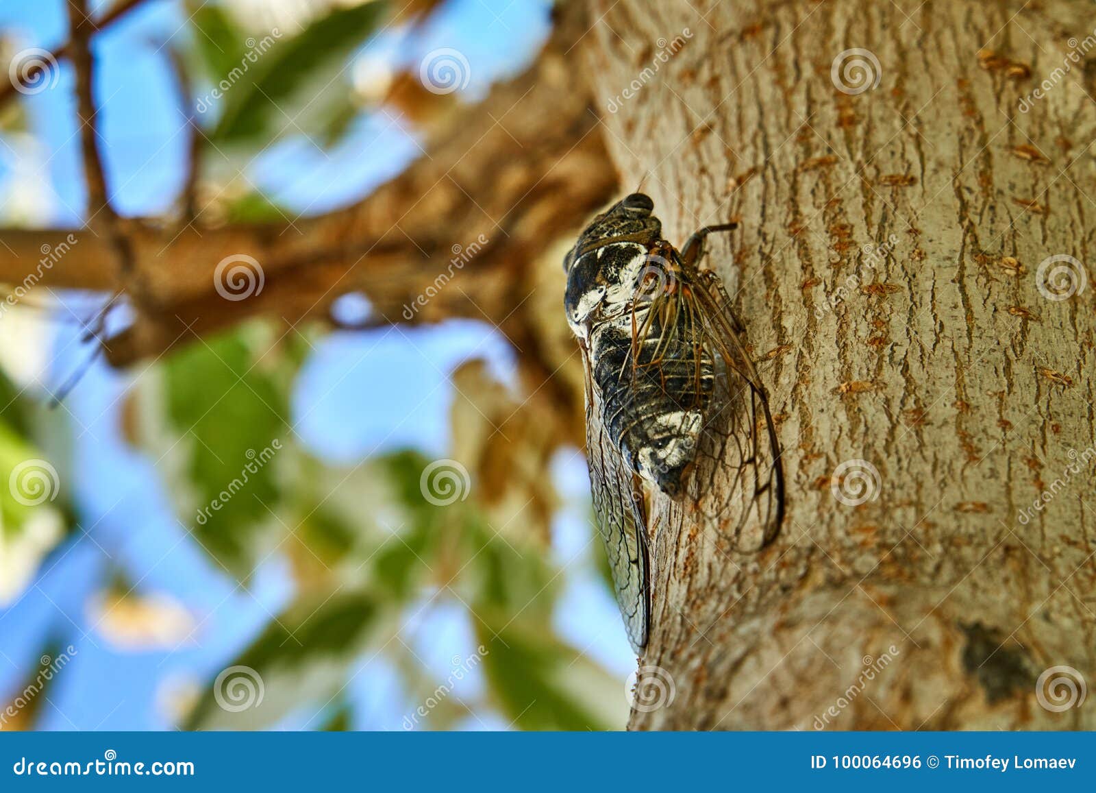 Large cicadas on the tree stock photo. Image of background - 100064696