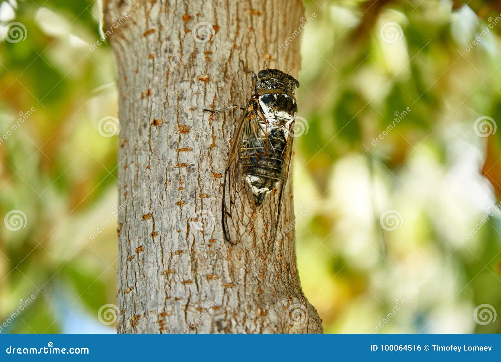 Large cicadas on the tree stock photo. Image of exoskeleton - 100064516