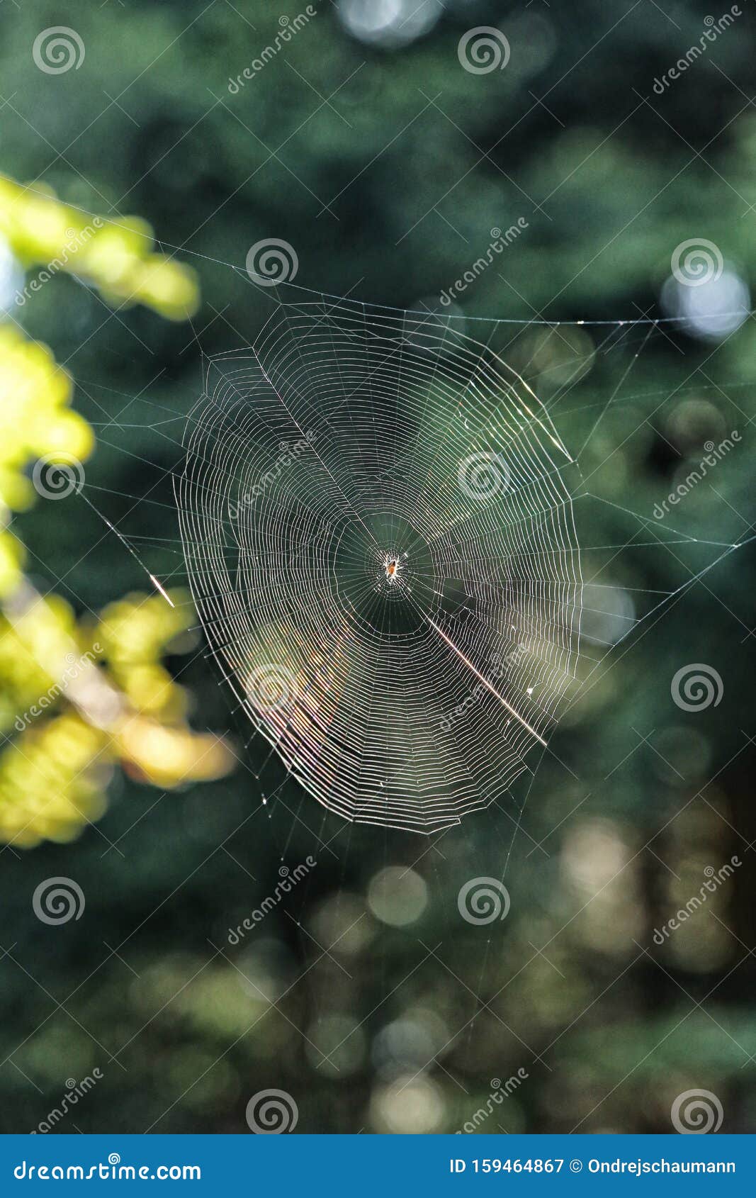 Large Circle Spider Web between Trees with Spider Stock Image - Image ...