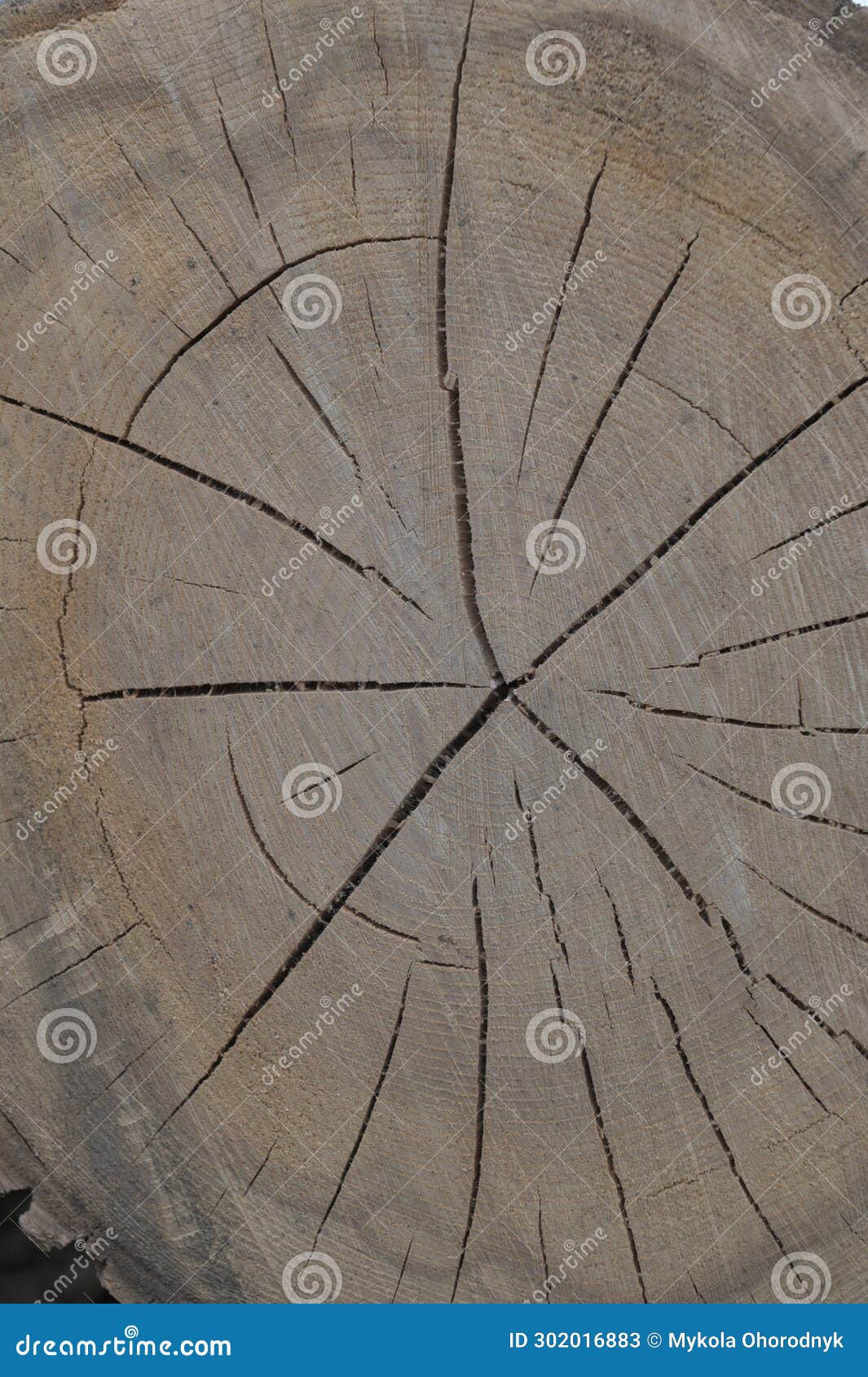 Texture Cracks in Transverse Sections of Wood Stock Image - Image of ...