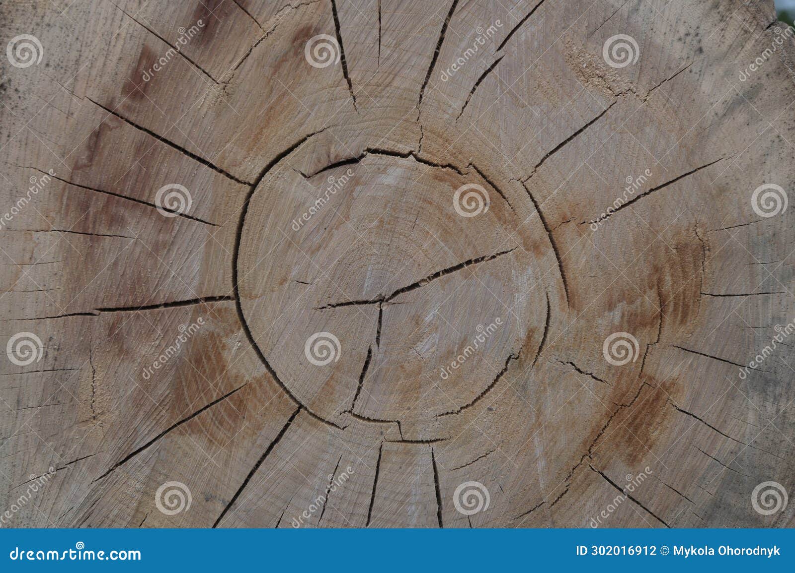 Texture Cracks in Transverse Sections of Wood Stock Photo - Image of ...
