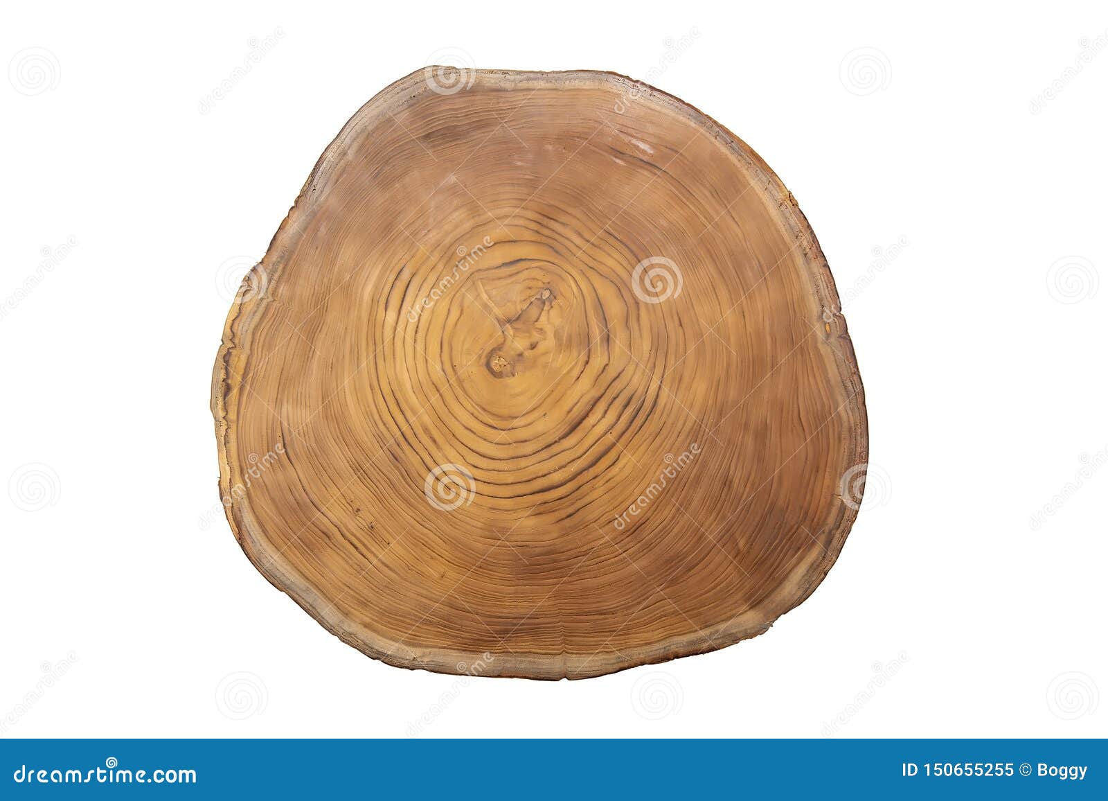 Concentric Tree Rings Royalty-Free Stock Photo | CartoonDealer.com ...