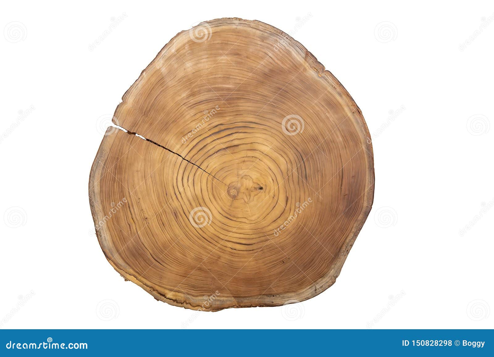 Large Circular Piece of Wood Cross Section with Tree Ring Texture ...