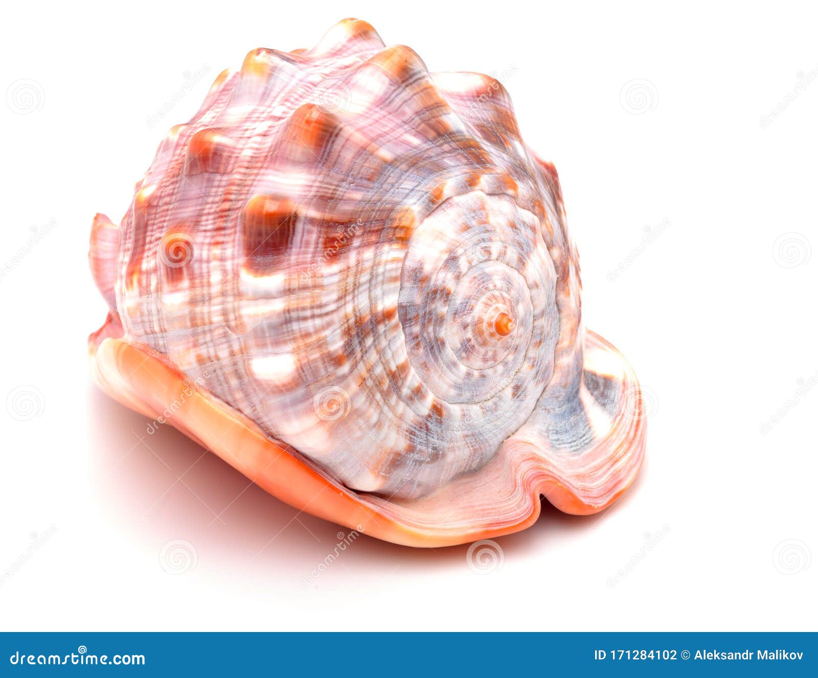Large Shell from a Spiral Side View on an Isolated Background Stock ...