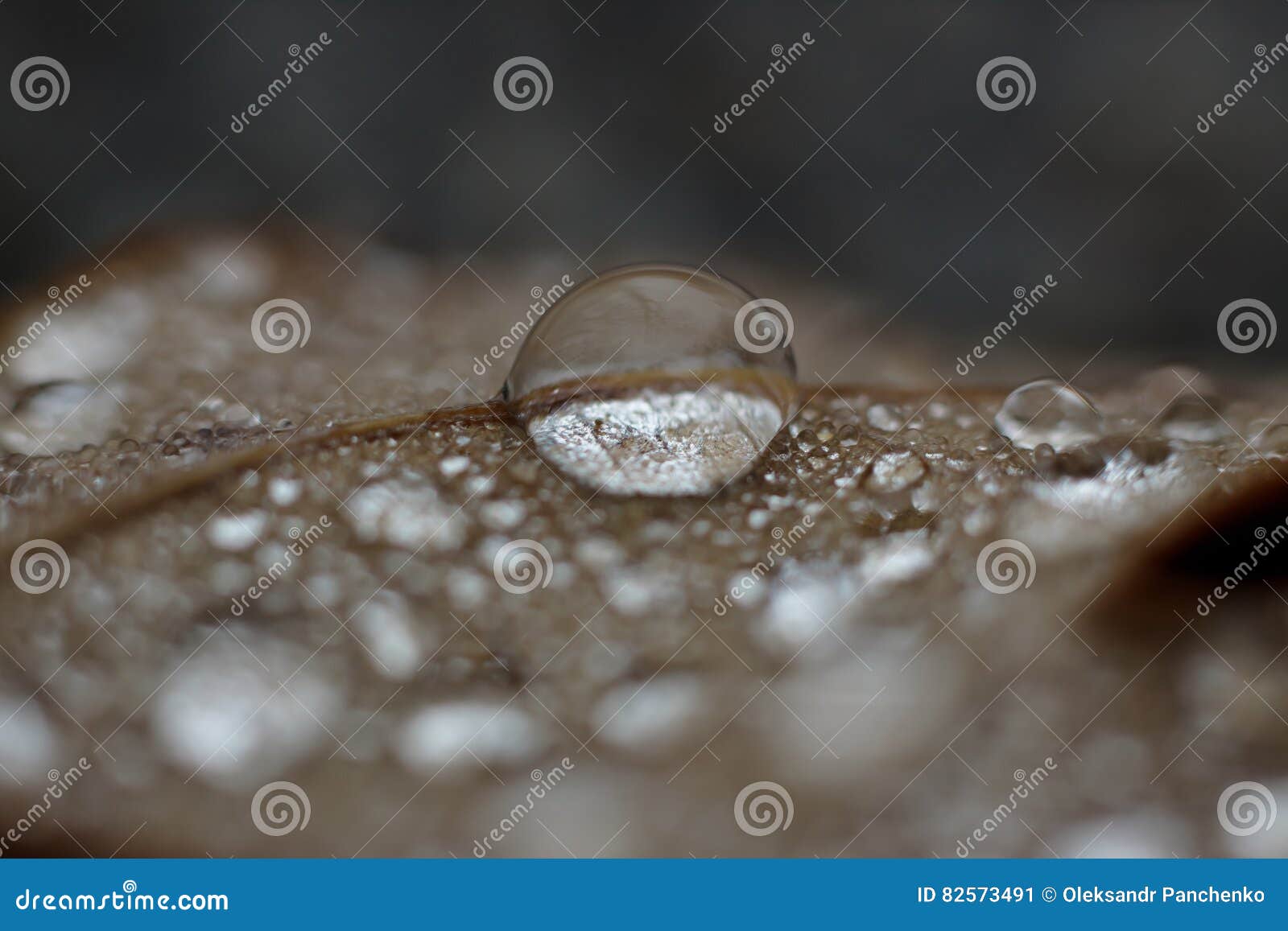 Large Clean Clear Drop on a Leaf after Rain. Stock Image - Image of ...
