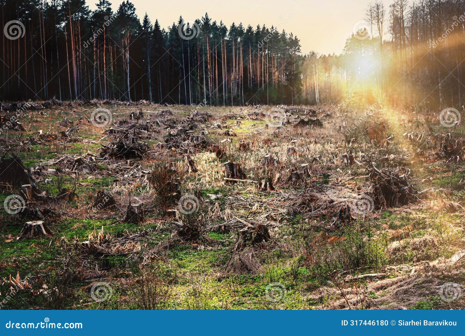 A Large Clearing With Stumps After Deforestation On The Background Of A ...