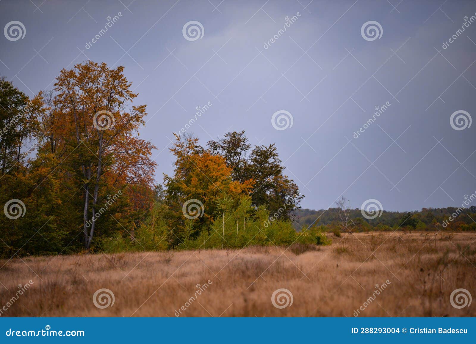 A Large Clearing at the Edge of the Colored Forest. Dry Grass in the ...