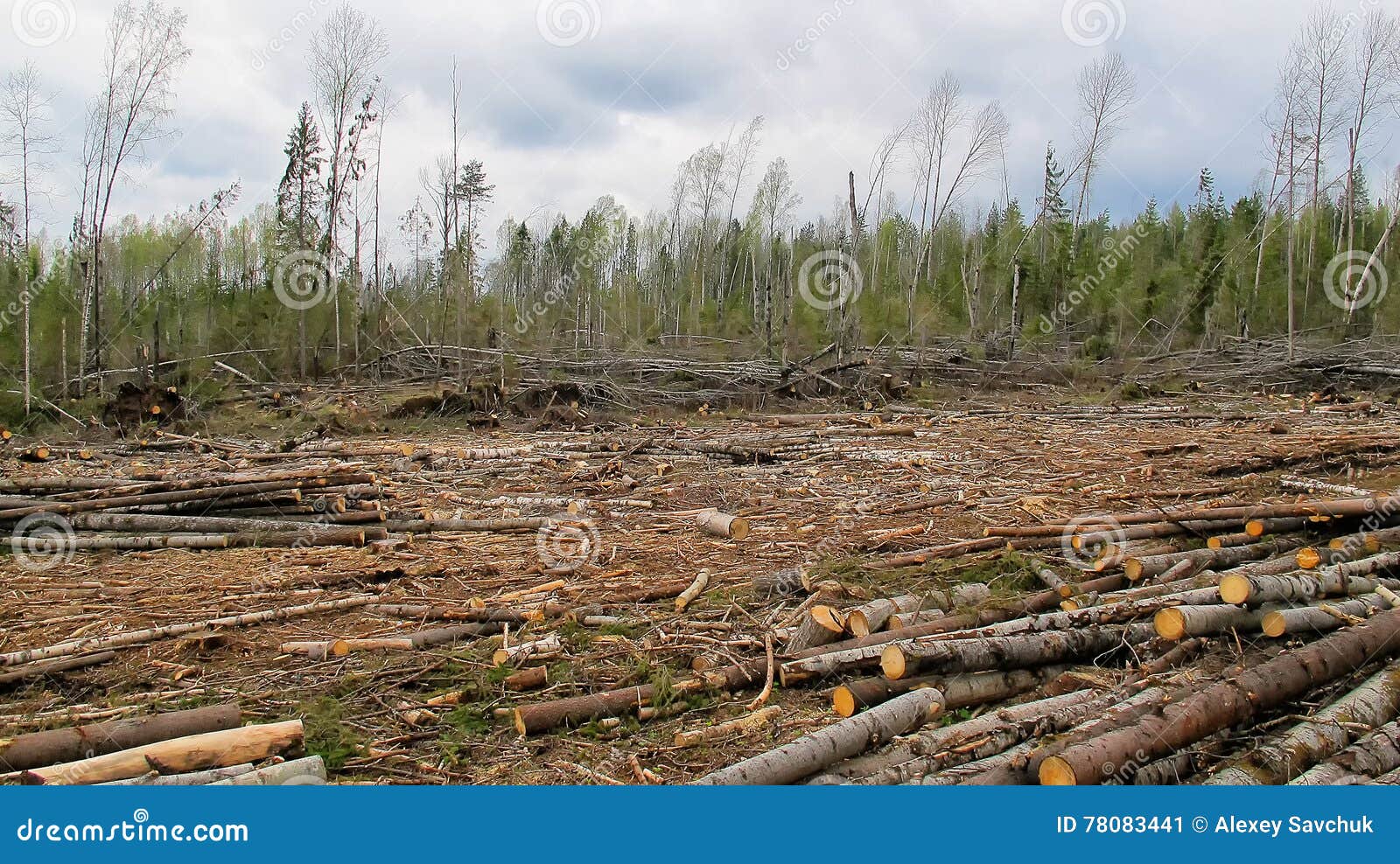 Large Clearing with Felled Trees Stock Image - Image of processing ...