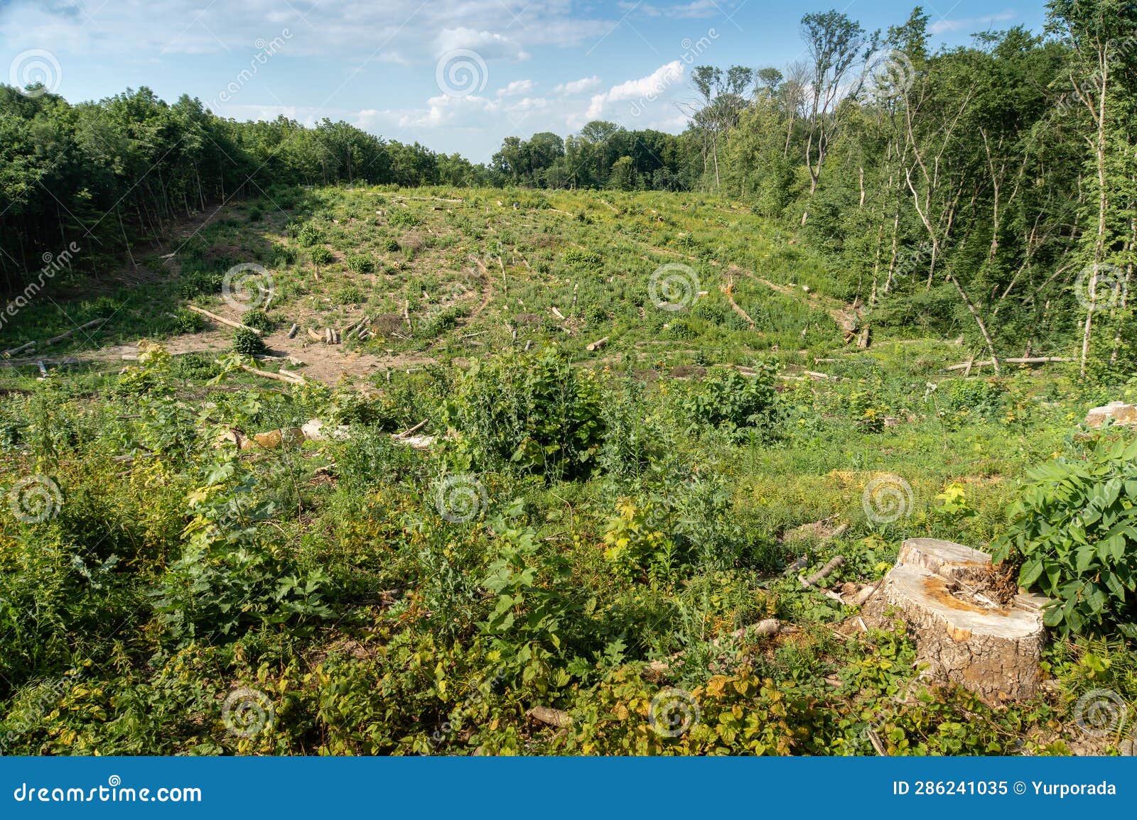A Large Clearing With Stumps After Deforestation On The Background Of A ...