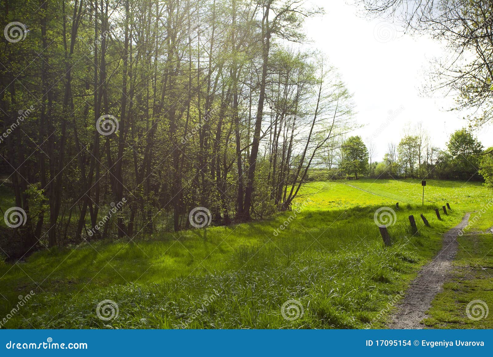 Large Clearing in the Forest of Green Grass Stock Photo - Image of park ...