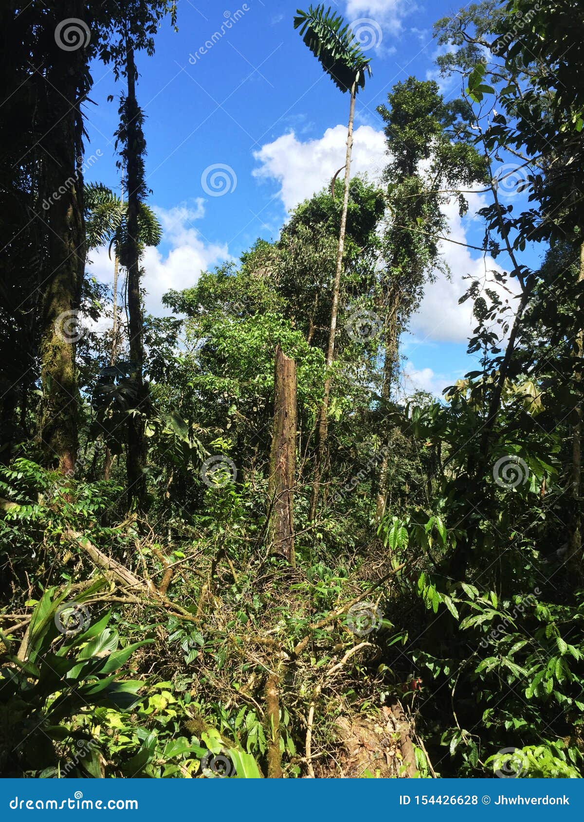 A Large Clearing in the Jungle because of a Tree that Has Been Fallen ...
