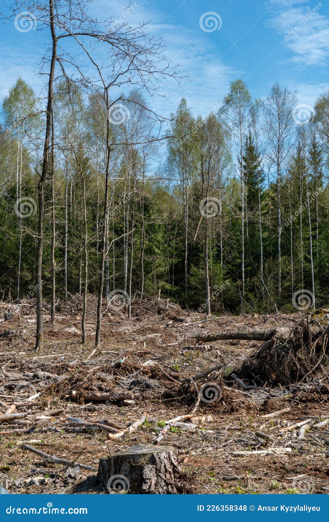 A Large Clearing With Stumps After Deforestation On The Background Of A ...